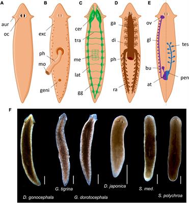 Planaria Diagram Cross Section